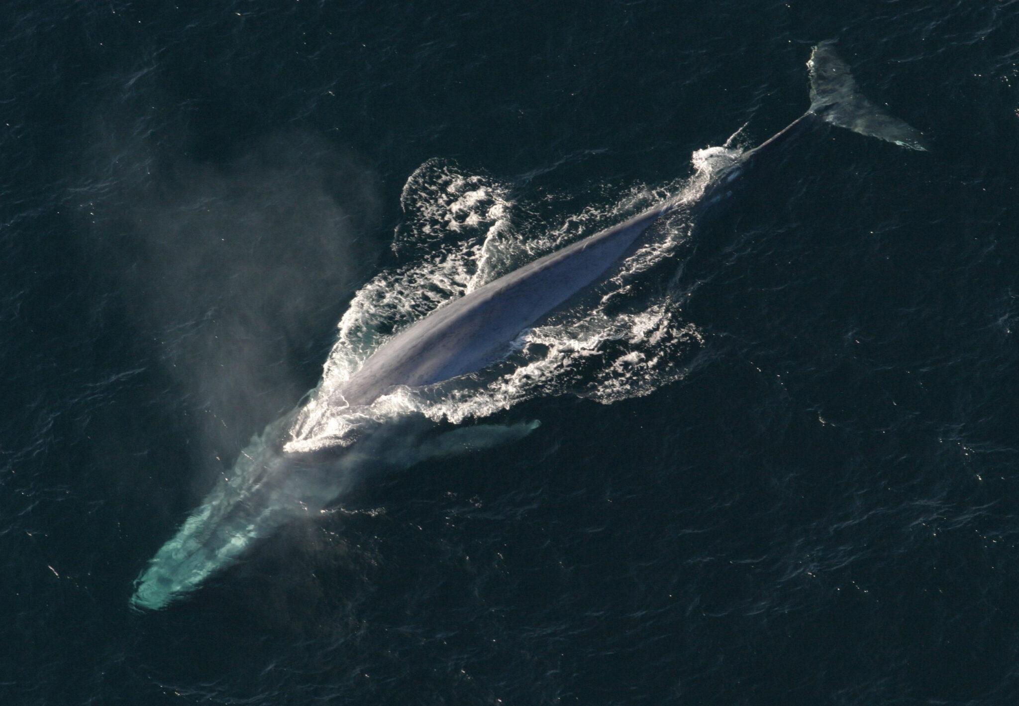 Alimentación y hábitat de la ballena azul en el océano: guía completa