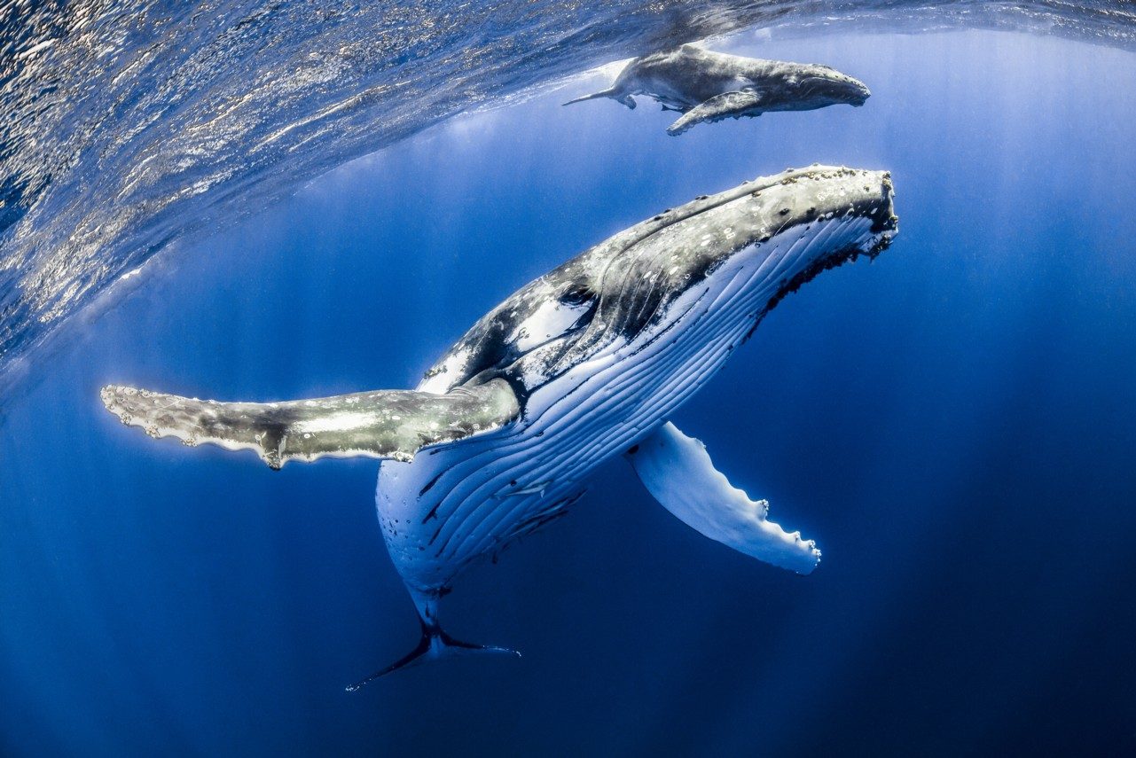 Descubre el fascinante sonido de las ballenas y su significado