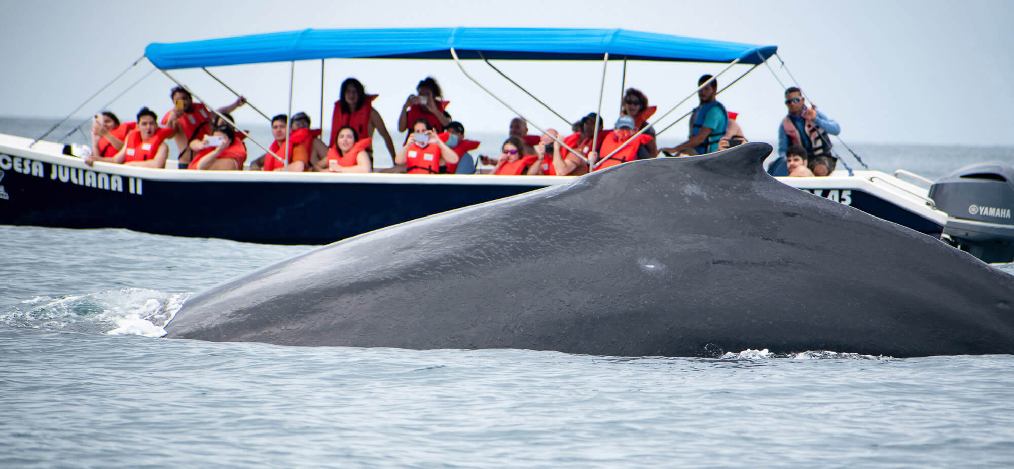 Dónde ver ballenas en Costa Rica: Guía completa y mejor época