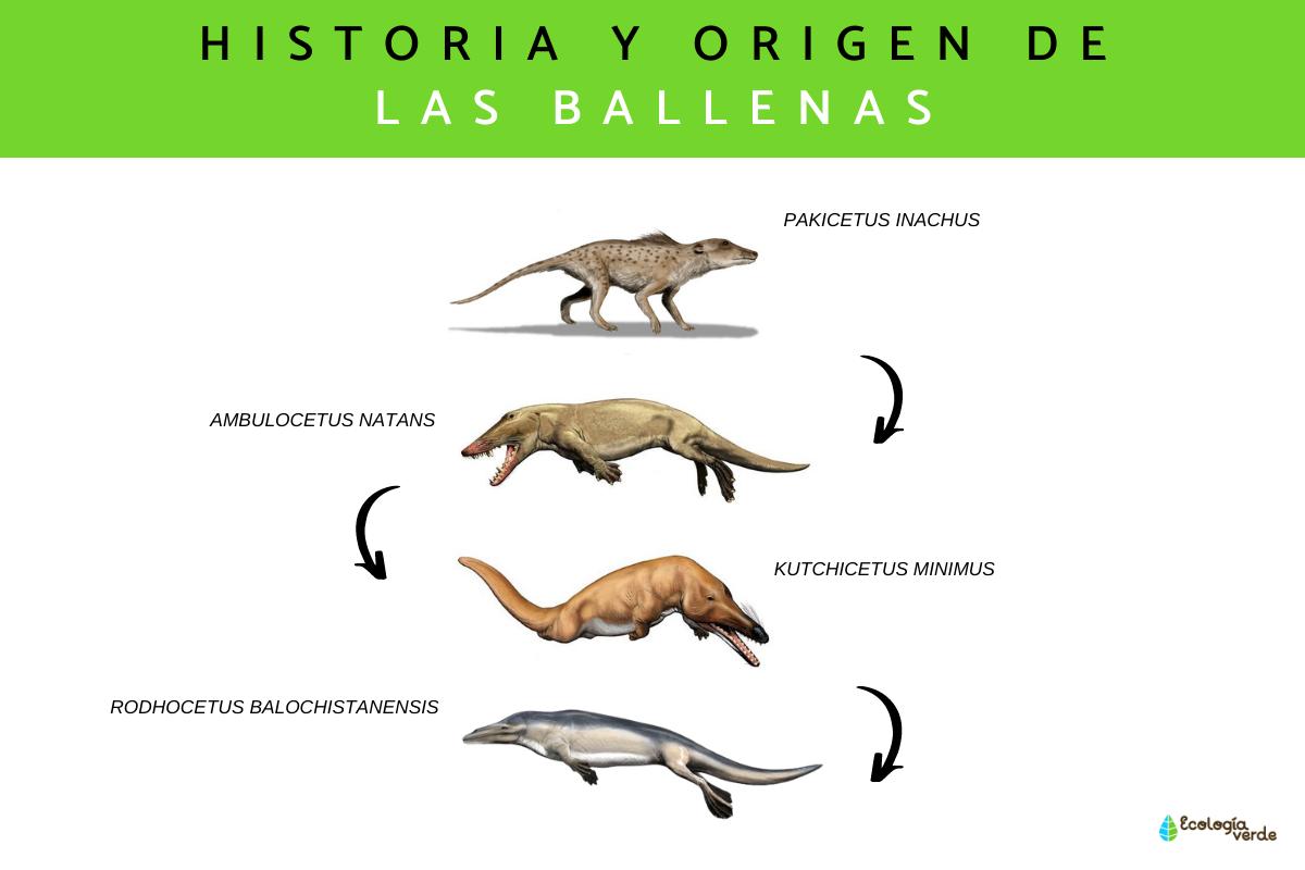 La evolución de la ballena: cómo ha cambiado a lo largo de los años