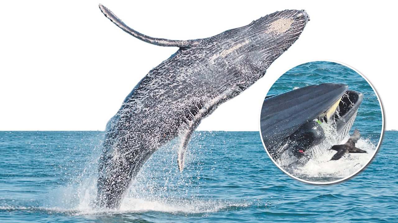 ¿Puede una ballena comer a un humano? Descubre la verdad aquí