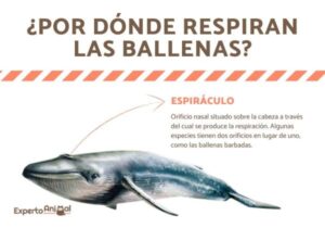 Respiración bajo el agua: cómo las ballenas utilizan sus branquias